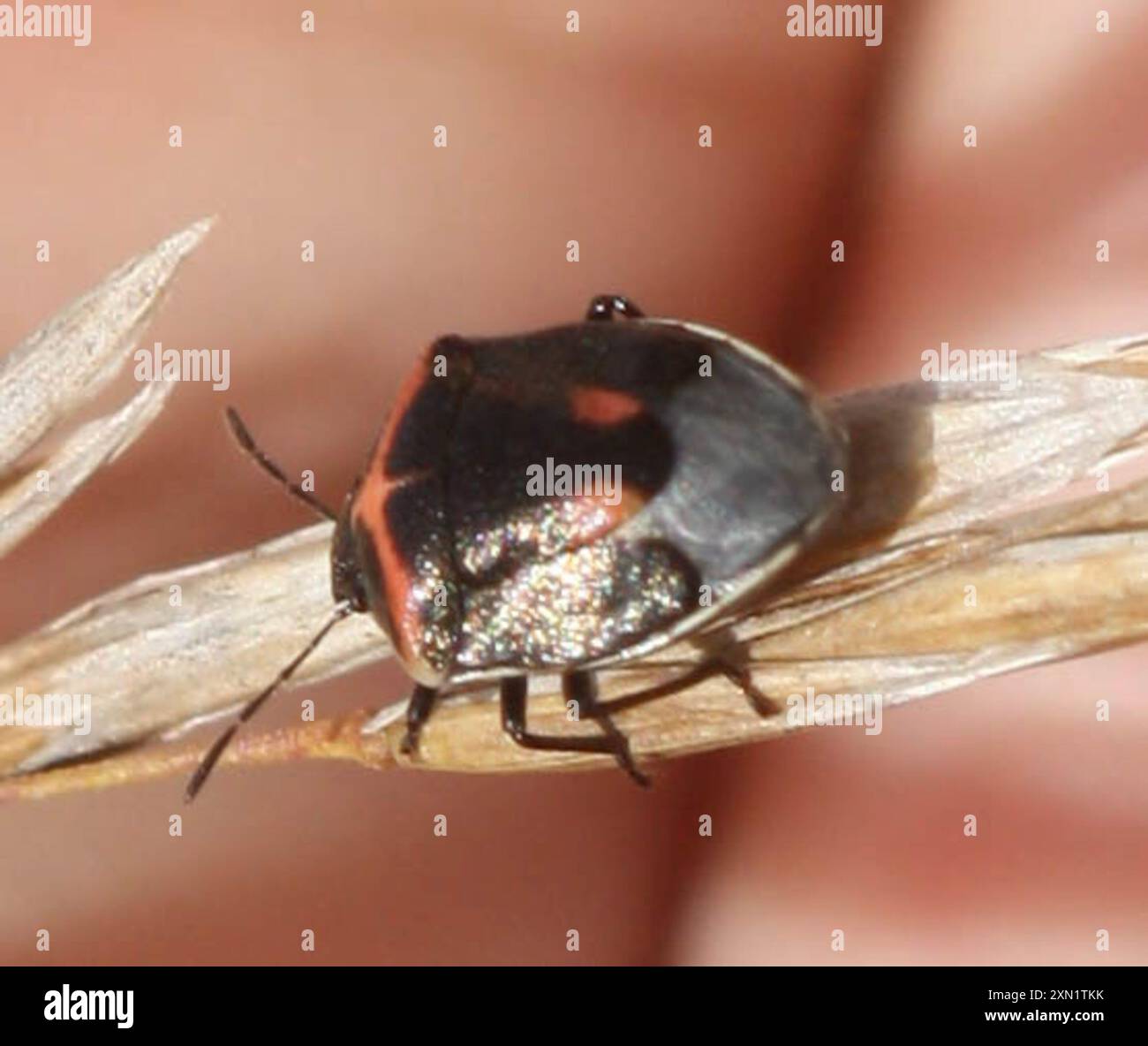 Twice-stabbed Stink Bug (Cosmopepla lintneriana) Insecta Stock Photo ...