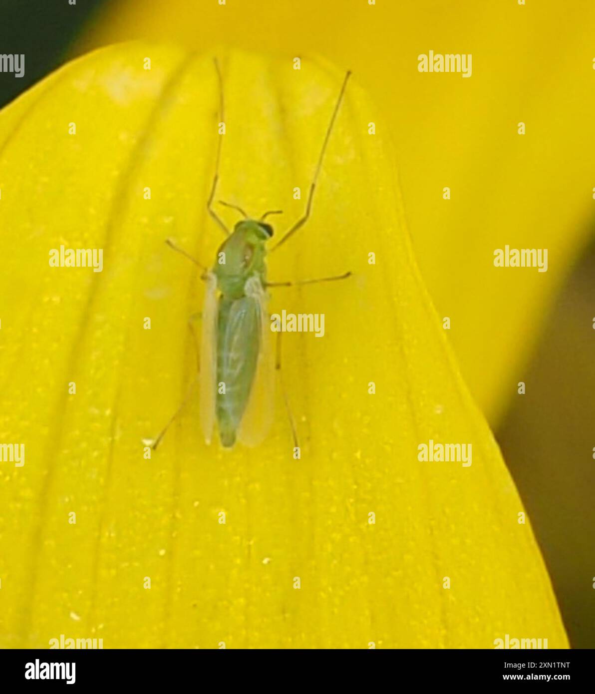 Mosquitoes and Midges (Culicomorpha) Insecta Stock Photo - Alamy