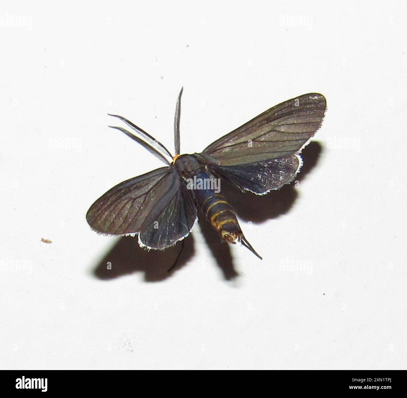 (Ctenucha rubriceps) Insecta Stock Photo - Alamy