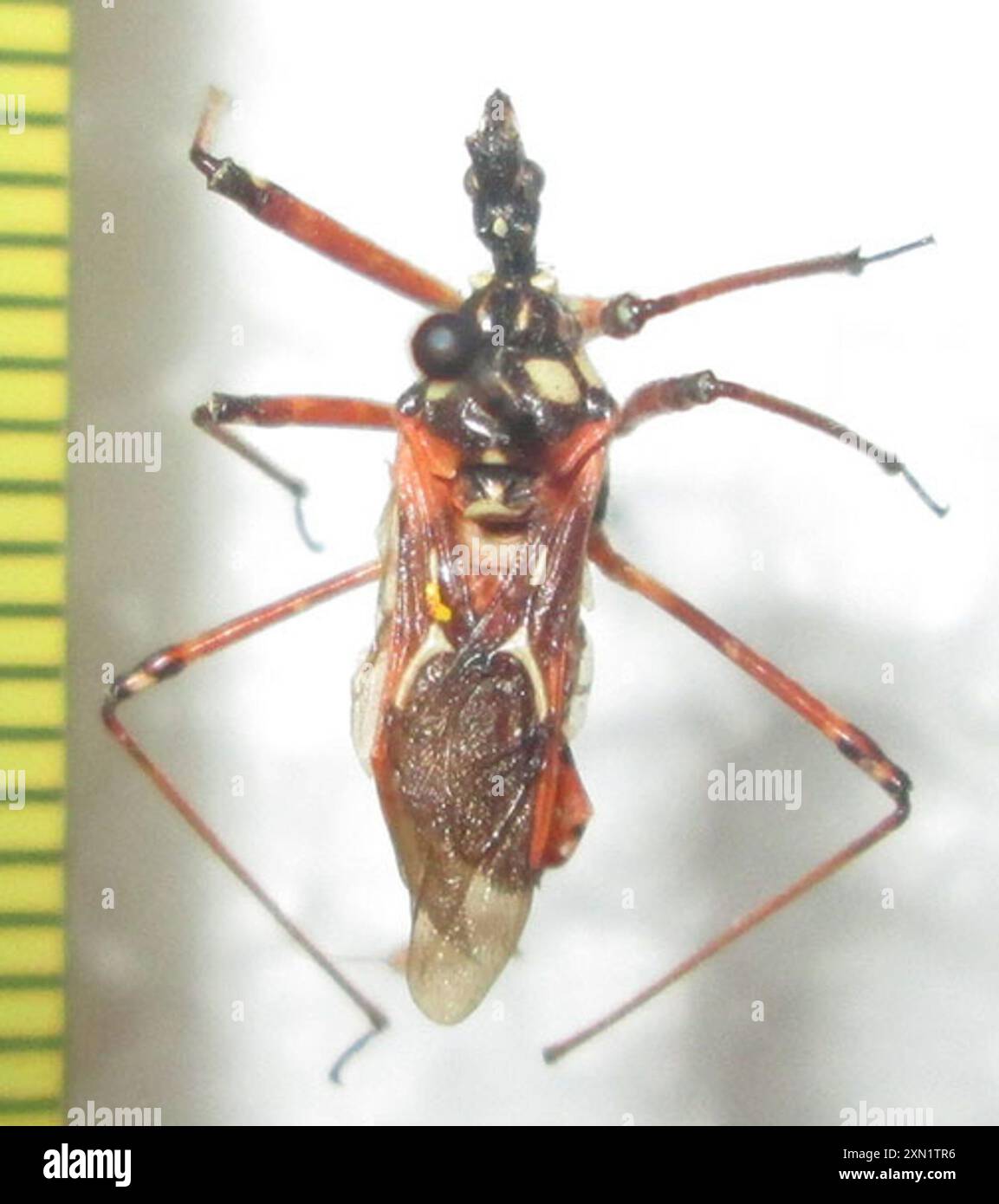 (Cosmolestes pictus) Insecta Stock Photo - Alamy