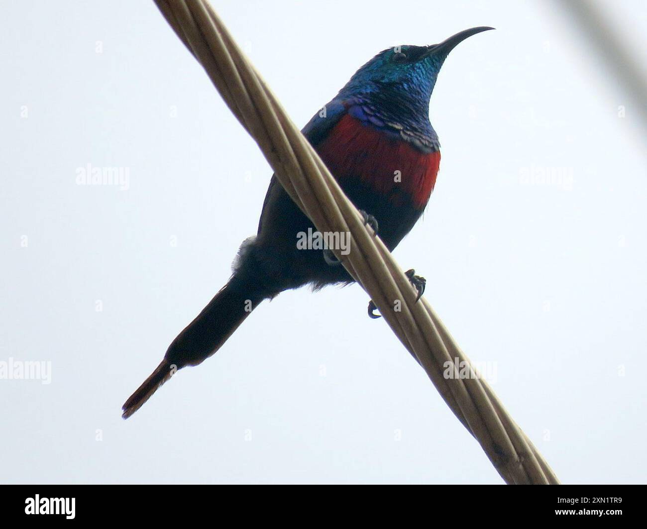 Red chested sunbird cinnyris hi-res stock photography and images - Alamy