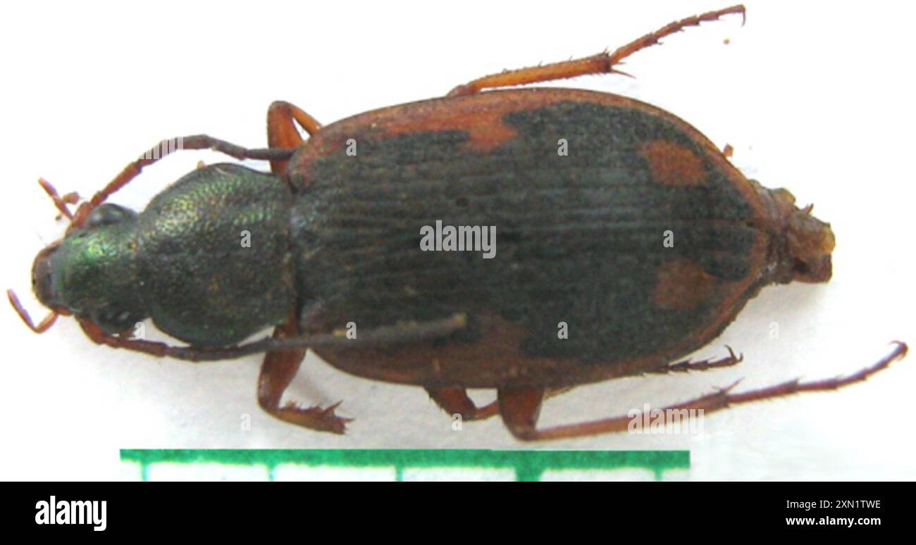 Vivid Metallic Ground Beetles (Chlaenius) Insecta Stock Photo - Alamy