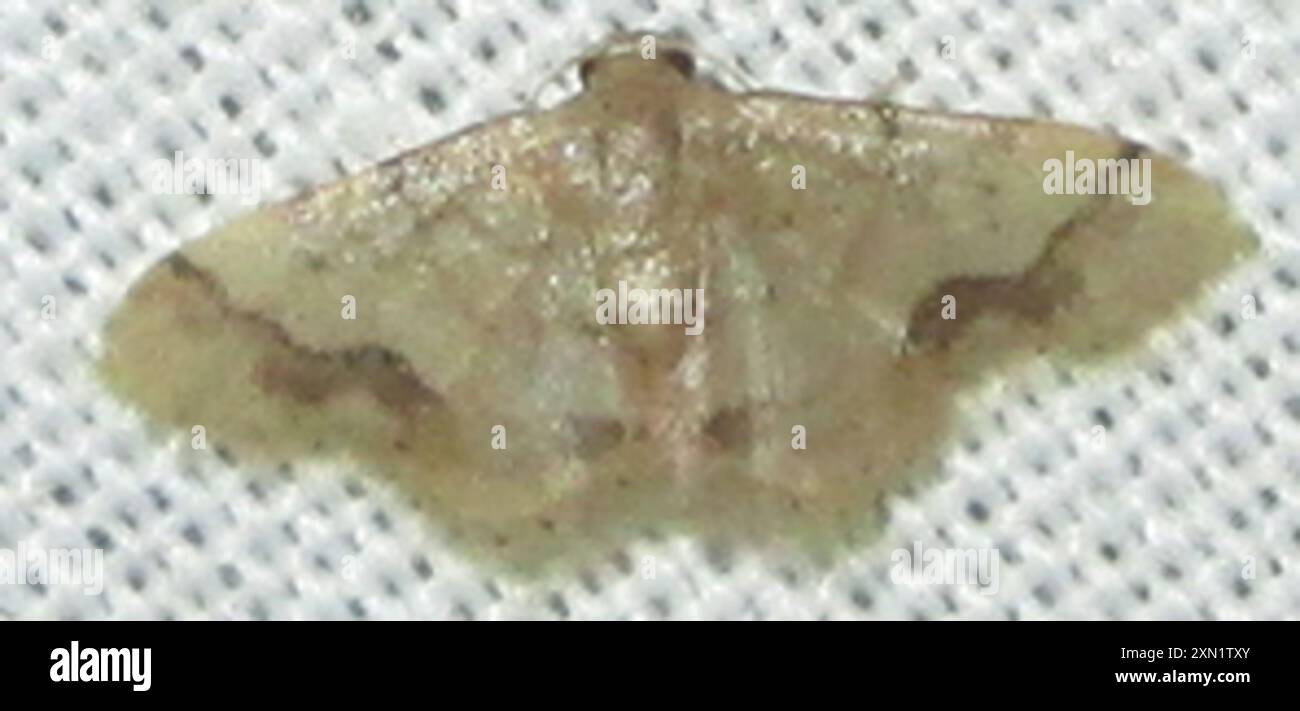 Geometer Moths (Geometridae) Insecta Stock Photo - Alamy