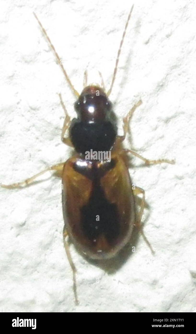 (Amblystomus amabilis) Insecta Stock Photo - Alamy