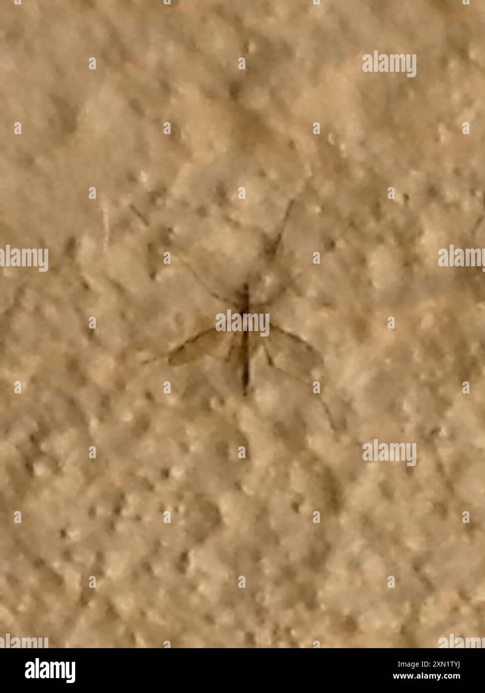 Crane Flies (Tipulomorpha) Insecta Stock Photo - Alamy