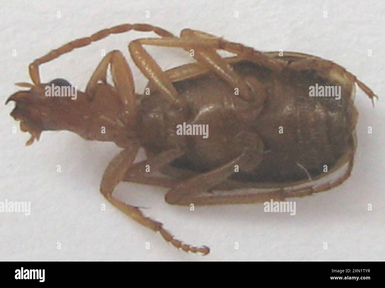 (Brachinus armiger) Insecta Stock Photo - Alamy