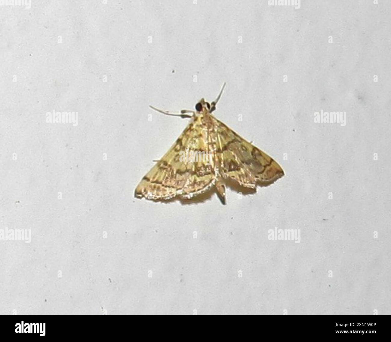 Pearl Moths (Spilomelinae) Insecta Stock Photo - Alamy
