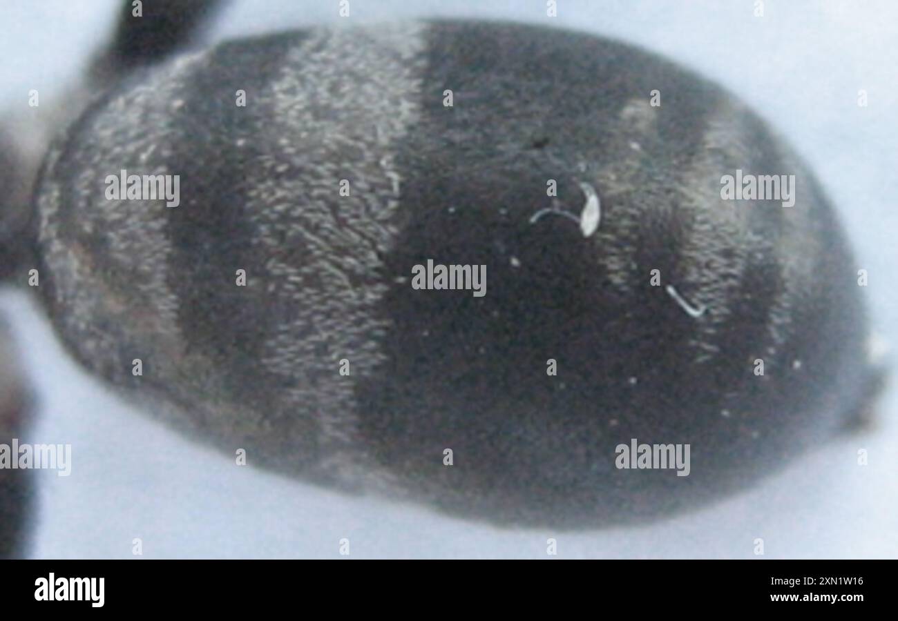 Ground and Ant-mimic Sac Spiders (Corinnidae) Arachnida Stock Photo - Alamy