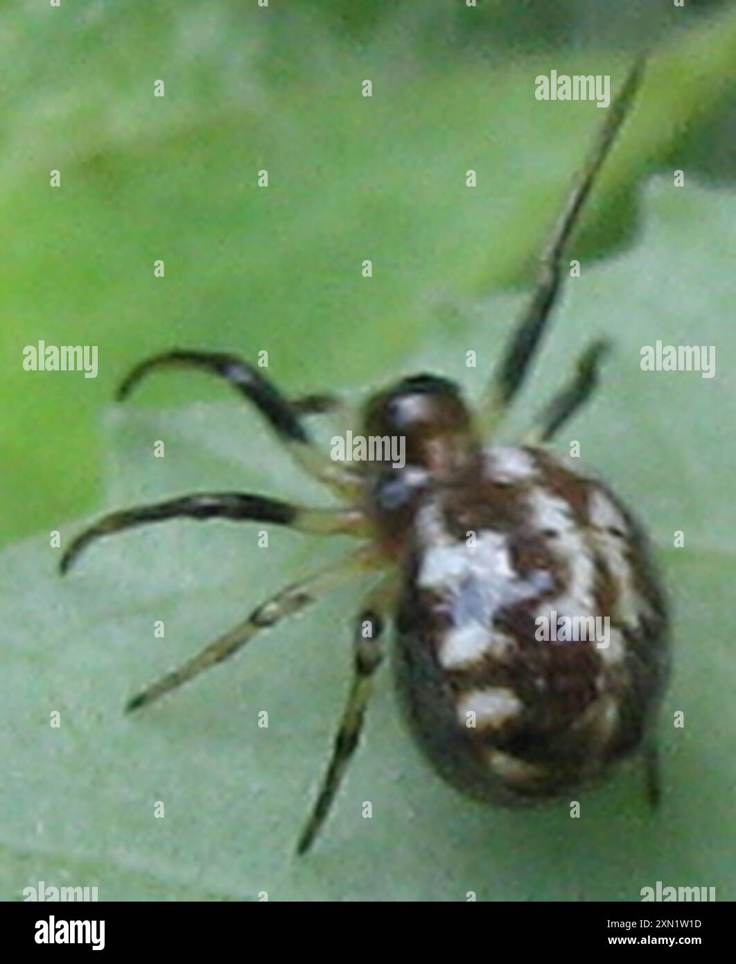 Spiders (Araneae) Arachnida Stock Photo - Alamy