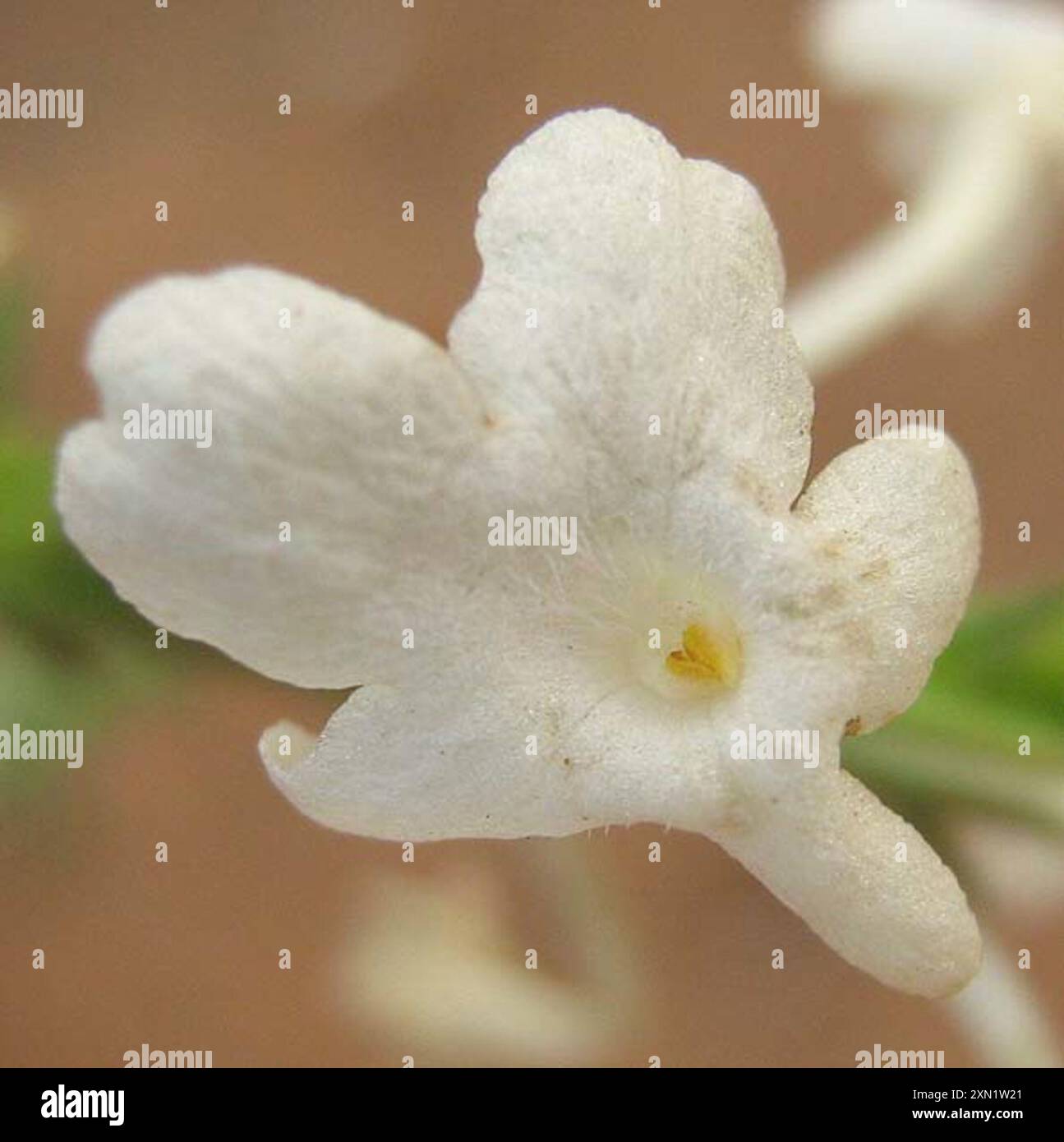White Trumpets (Chascanum hederaceum) Plantae Stock Photo - Alamy