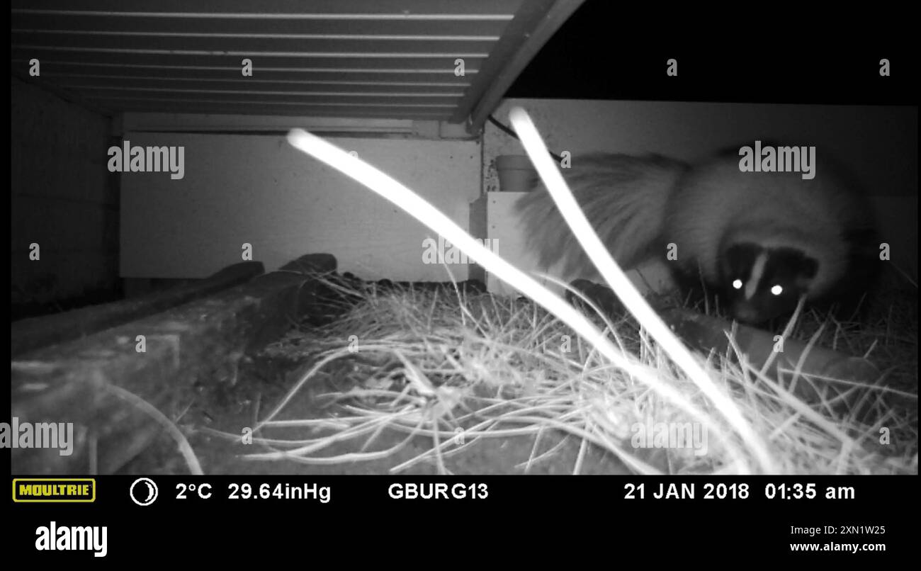 Striped Skunk (Mephitis mephitis) Mammalia Stock Photo - Alamy