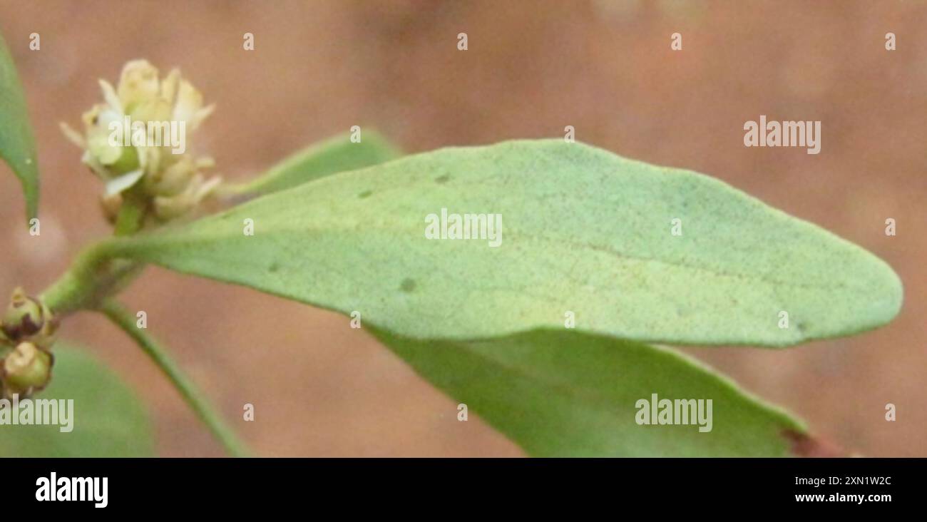 Gwarrie (Euclea undulata) Plantae Stock Photo - Alamy
