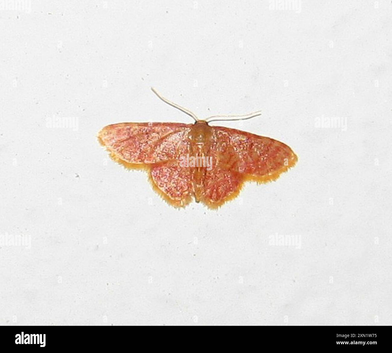 Geometer Moths (Geometridae) Insecta Stock Photo - Alamy