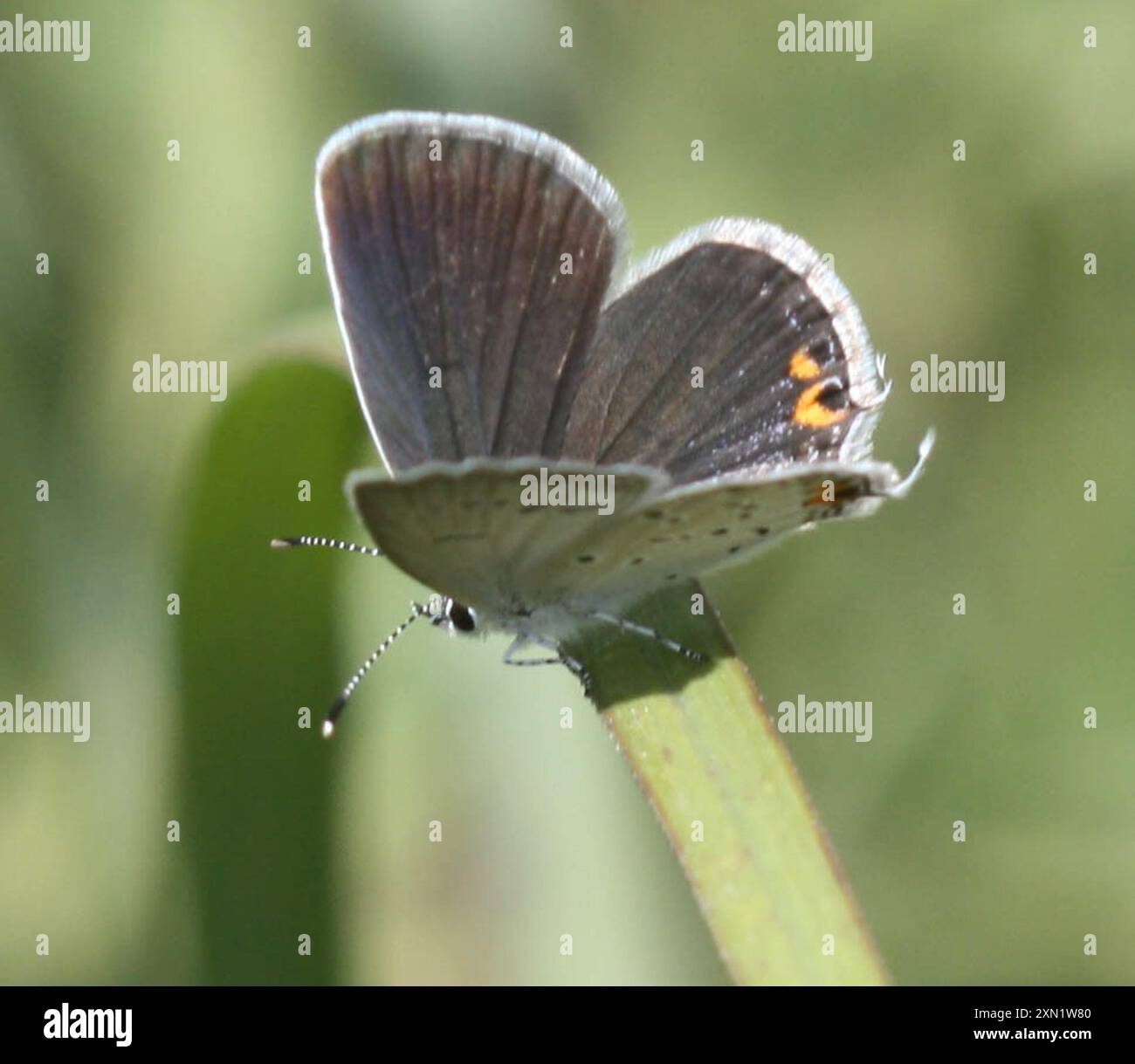 Eastern Tailed-Blue (Cupido comyntas) Insecta Stock Photo - Alamy