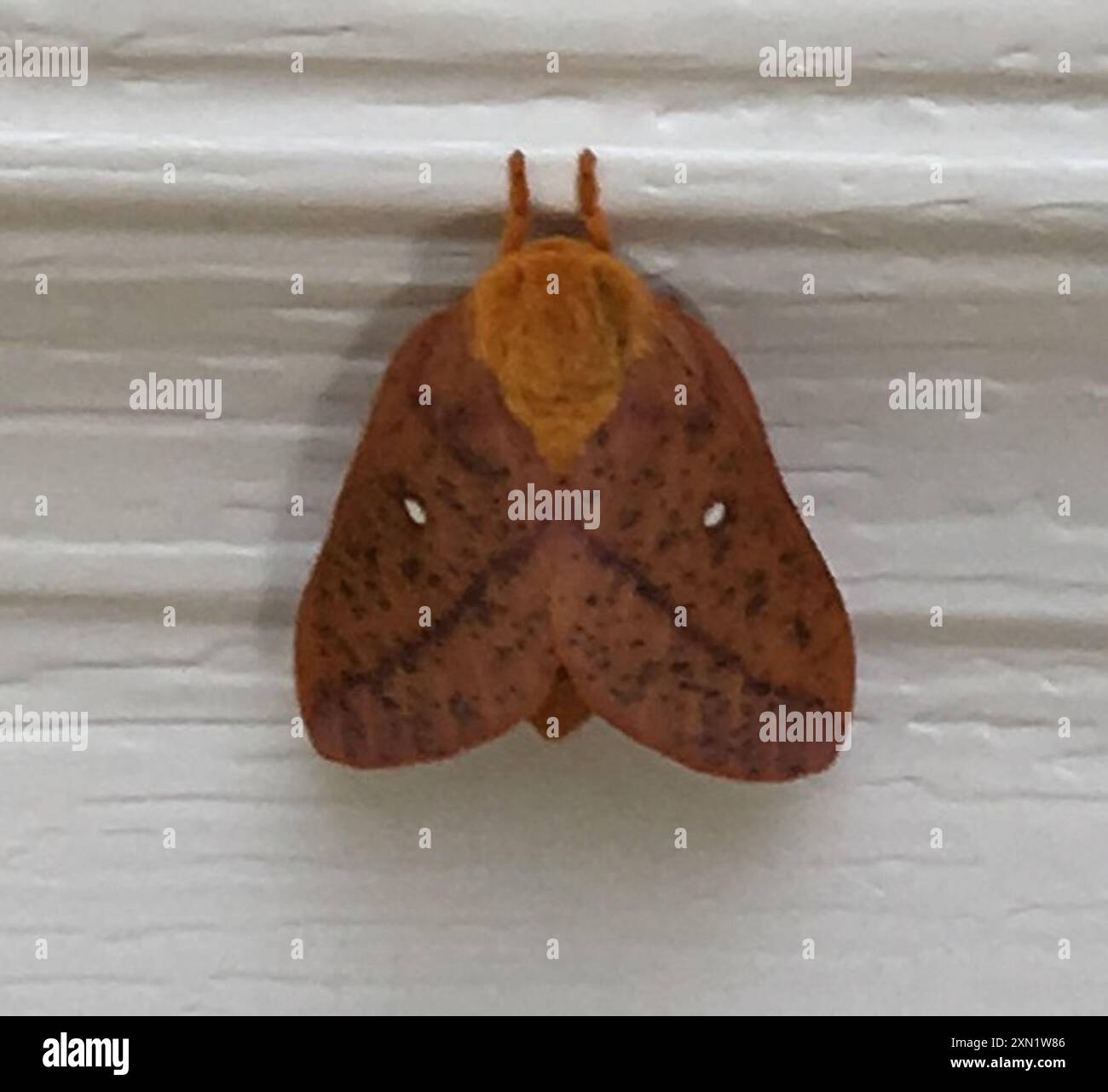Oakworm moth hi-res stock photography and images - Alamy