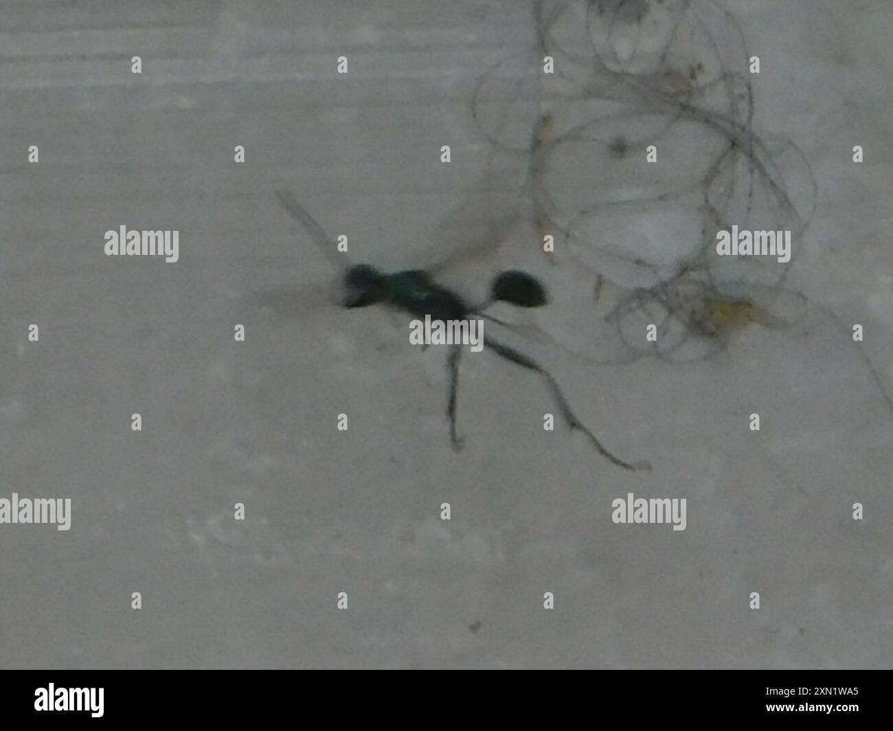 Steel-blue Cricket-hunter Wasp (Chlorion aerarium) Insecta Stock Photo ...