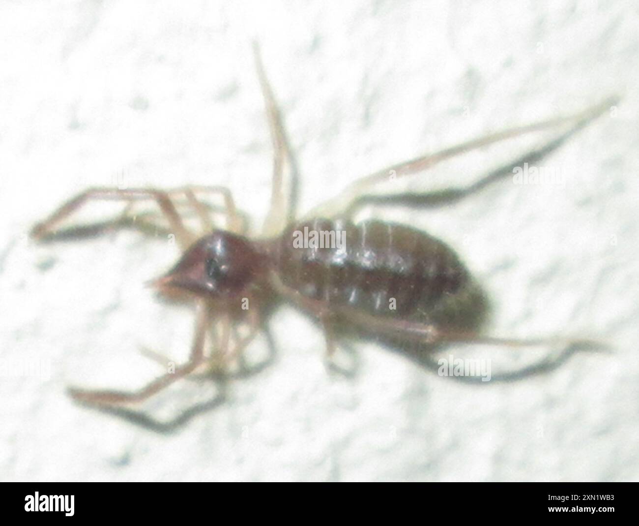 Common Romans (Solpugidae) Arachnida Stock Photo - Alamy