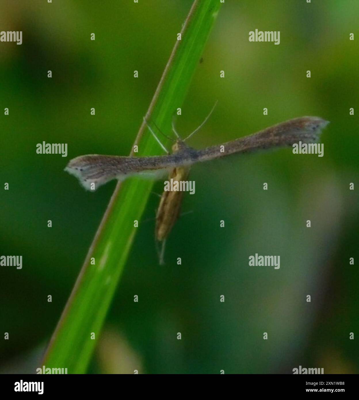 Dwarf Plume Moth (Exelastis pumilio) Insecta Stock Photo - Alamy