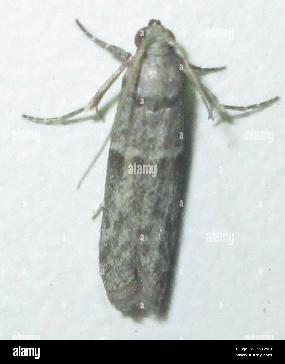 Knot-horn Moths (Phycitinae) Insecta Stock Photo - Alamy