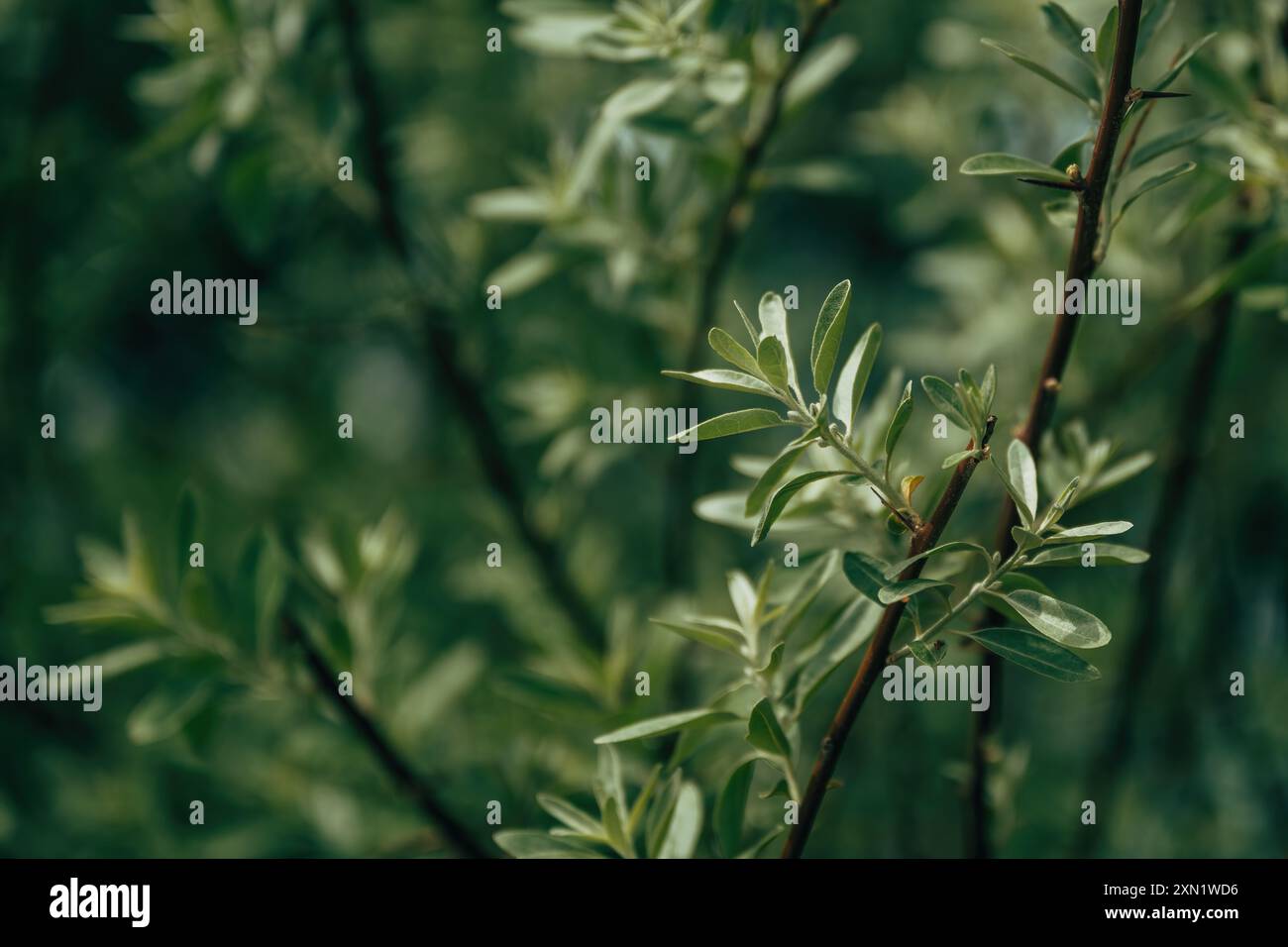 Wild olive tree branches with leaves, selective focus Stock Photo - Alamy