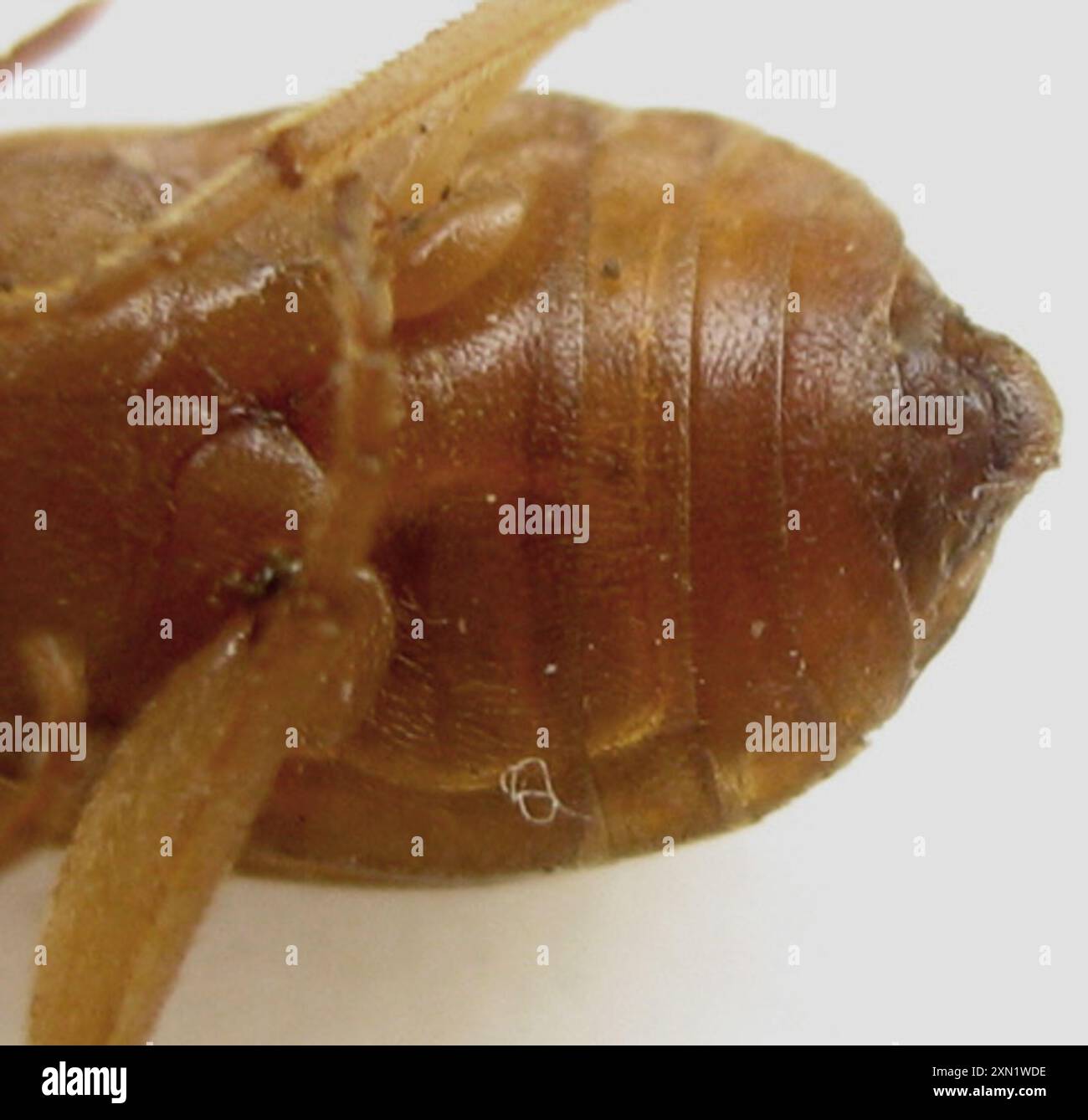 (Brachinus dorsalis) Insecta Stock Photo - Alamy