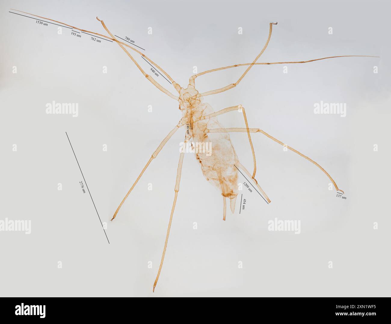 California Willow Aphid (Macrosiphum californicum) Insecta Stock Photo ...