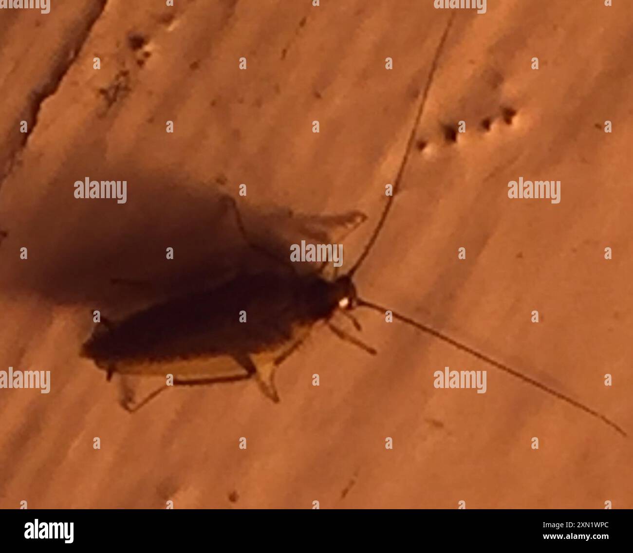 Dusky Cockroach (Ectobius lapponicus) Insecta Stock Photo - Alamy