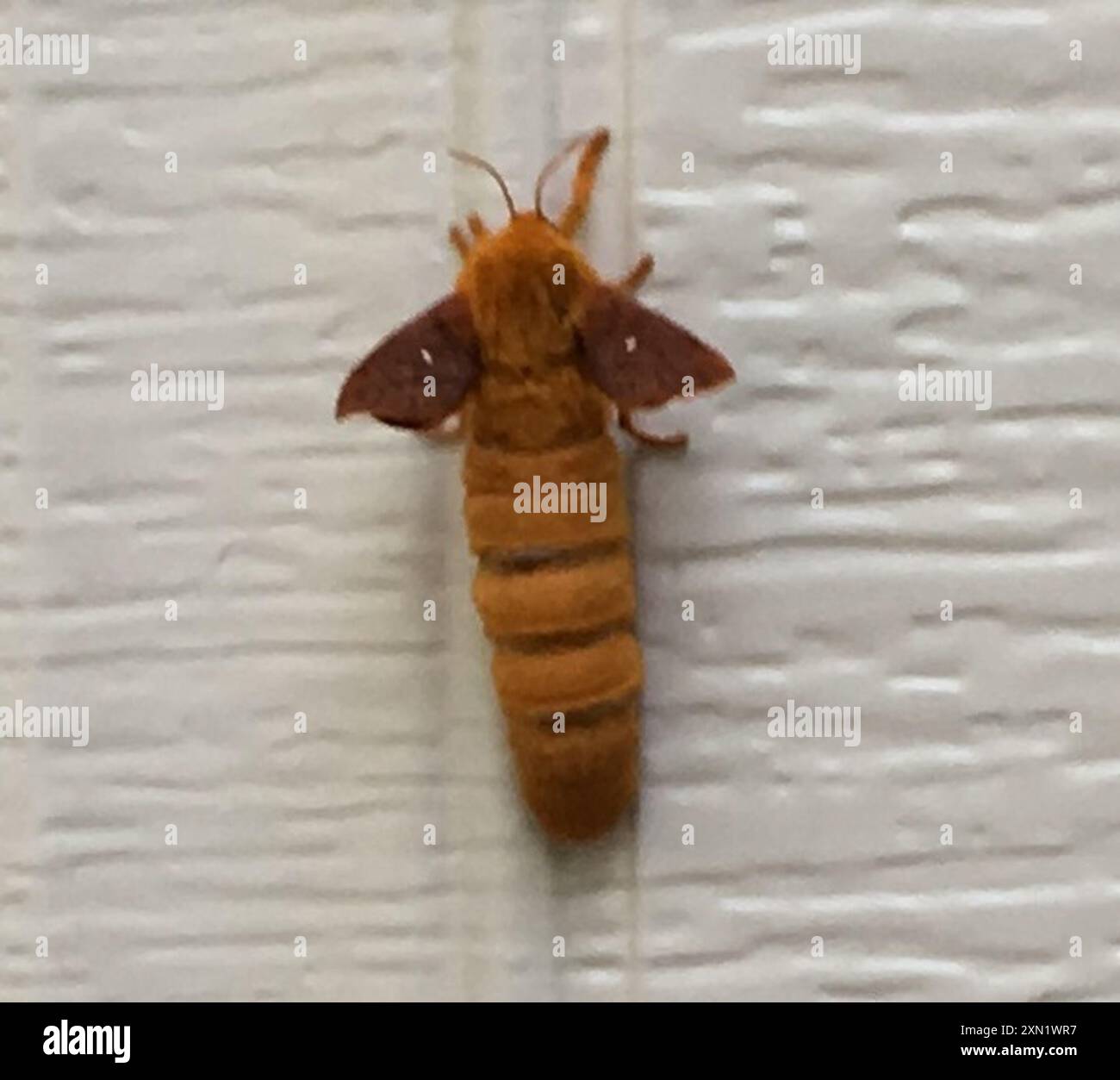 Oakworm moth hi-res stock photography and images - Alamy
