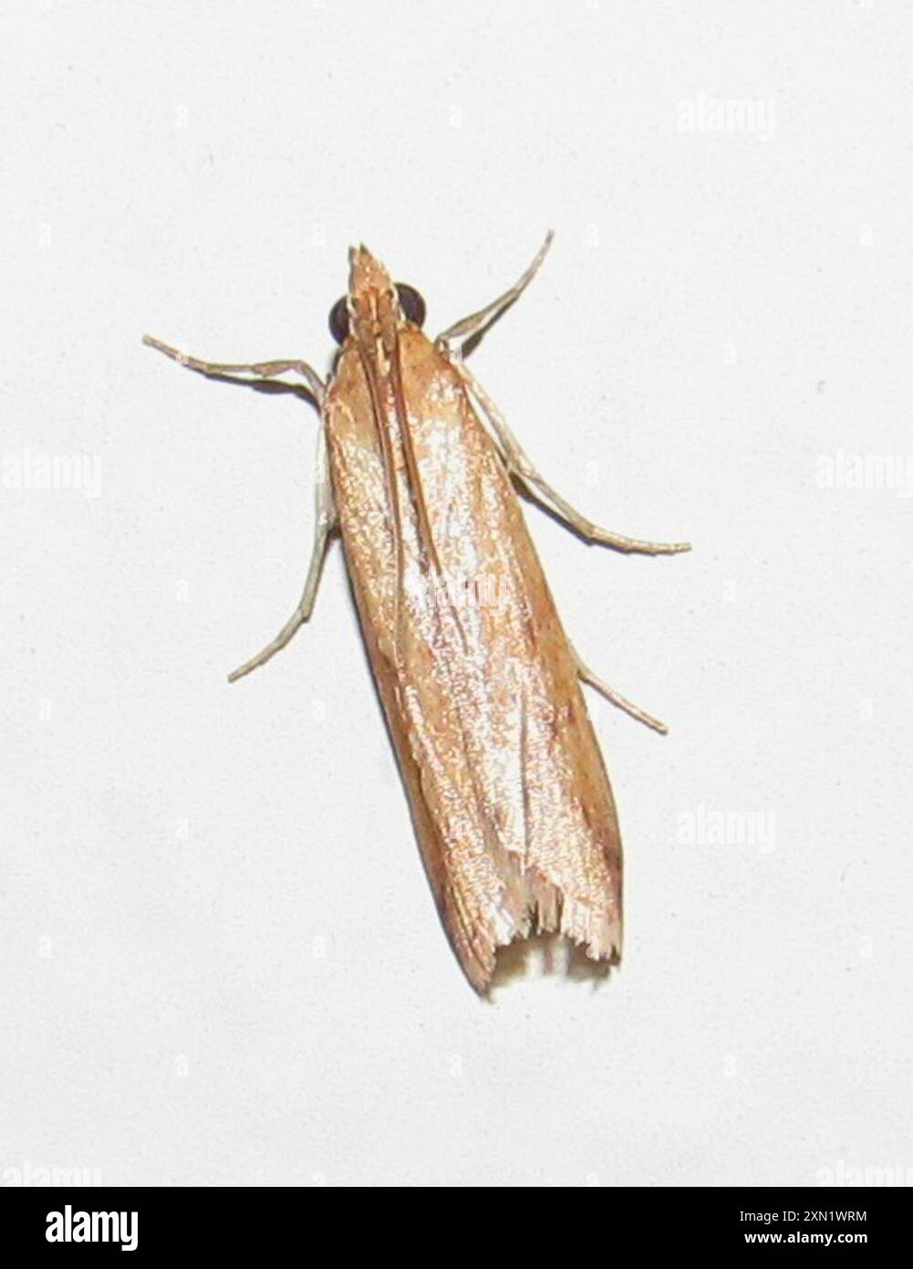 Knot-horn Moths (Phycitinae) Insecta Stock Photo - Alamy