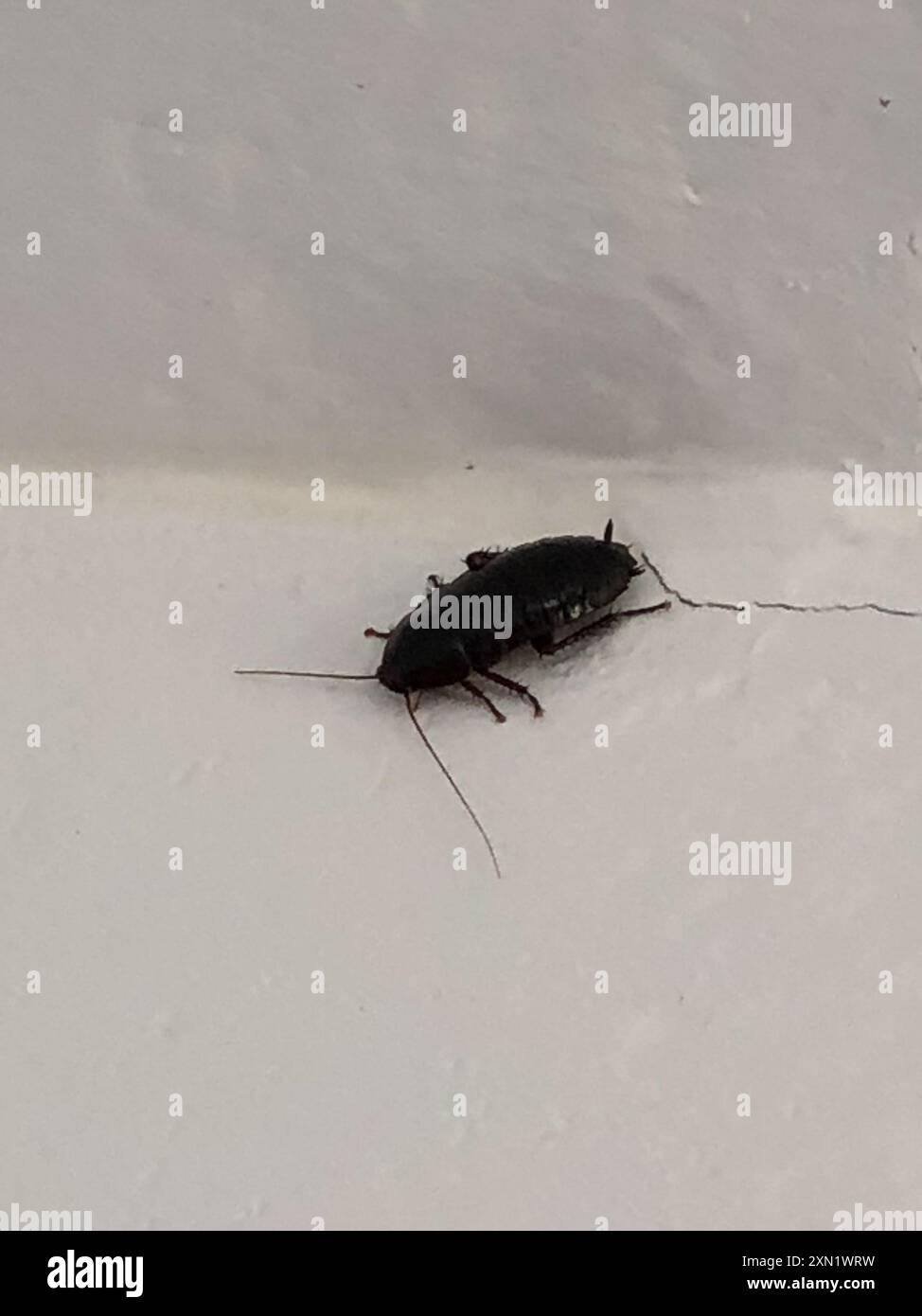 Florida Woods Cockroach (Eurycotis floridana) Insecta Stock Photo - Alamy