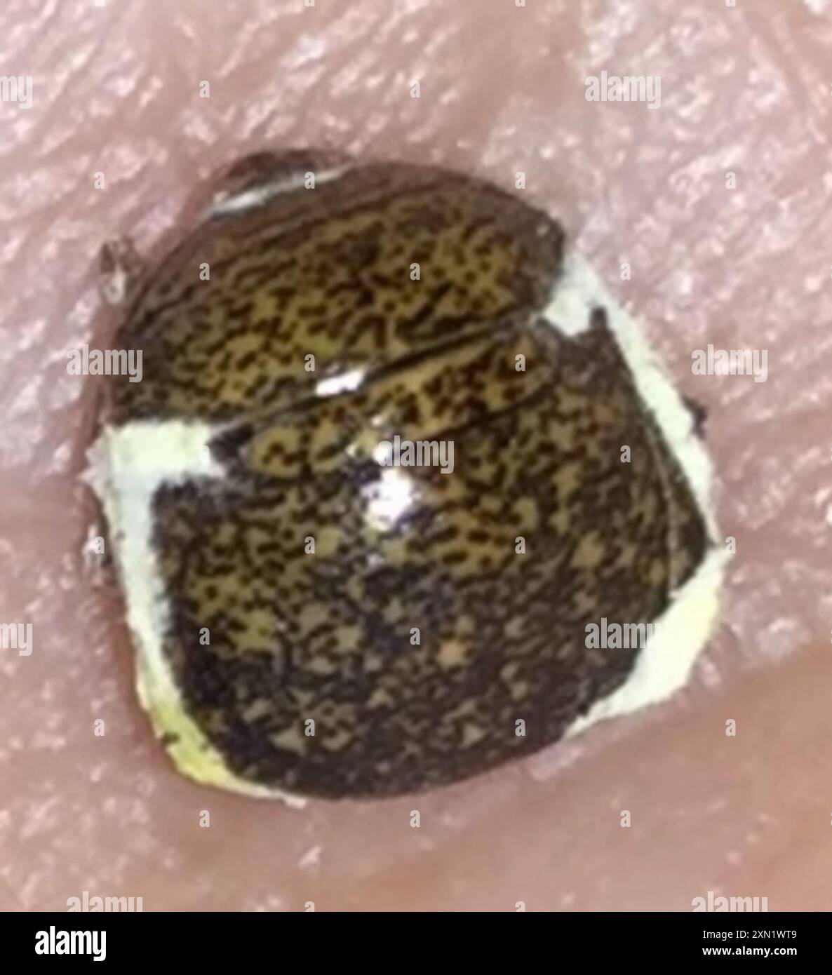 Kudzu Bug (Megacopta cribraria) Insecta Stock Photo - Alamy