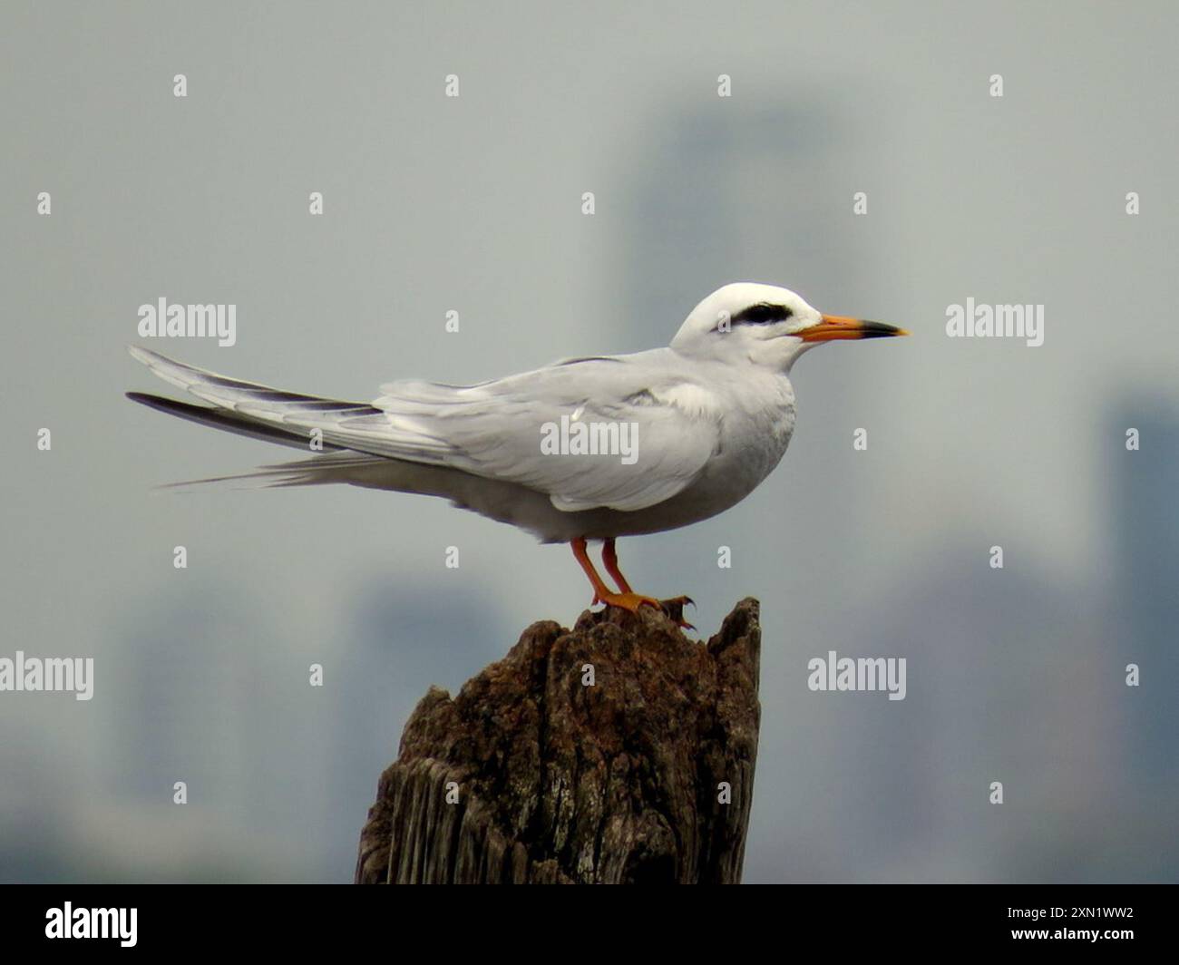 Snowy-crowned Tern (Sterna trudeaui) Aves Stock Photo - Alamy