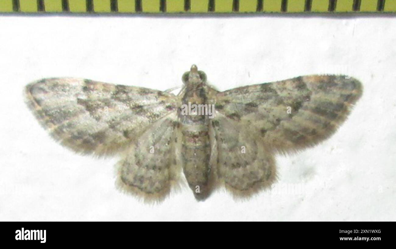 Geometer Moths (Geometridae) Insecta Stock Photo - Alamy