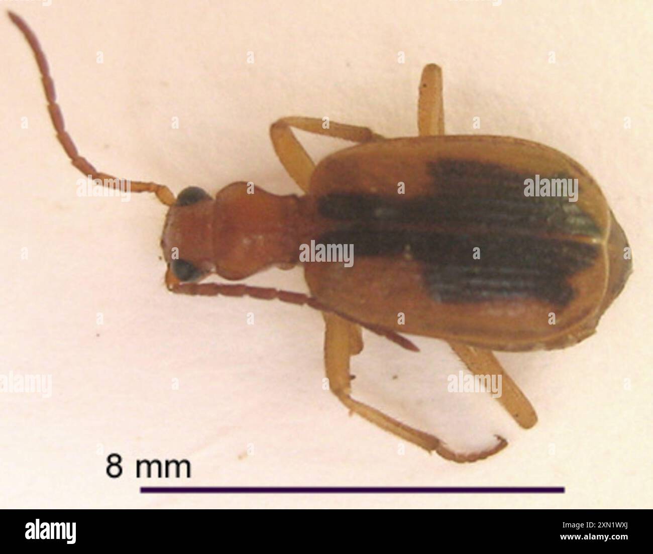 (Brachinus dorsalis) Insecta Stock Photo - Alamy