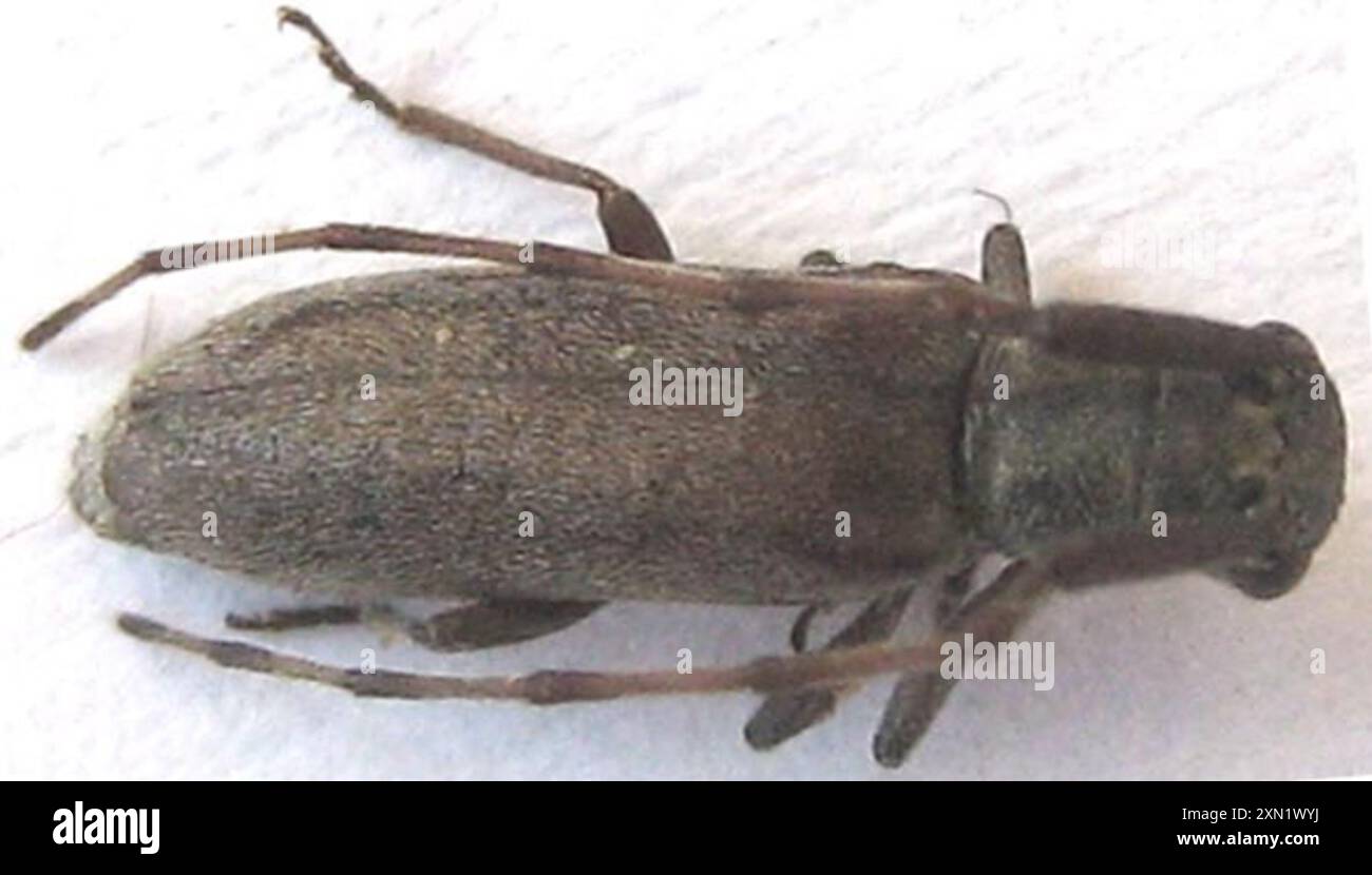 (Eunidia angolana) Insecta Stock Photo - Alamy