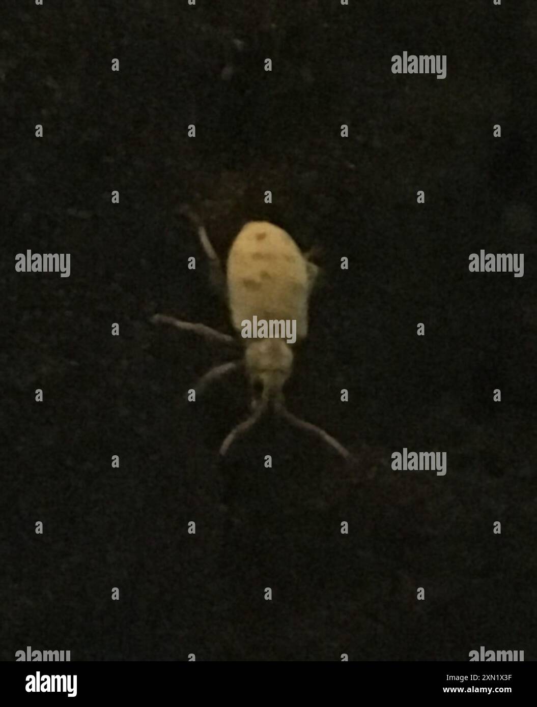 Sri Lanka Weevil (Myllocerus undecimpustulatus) Insecta Stock Photo - Alamy