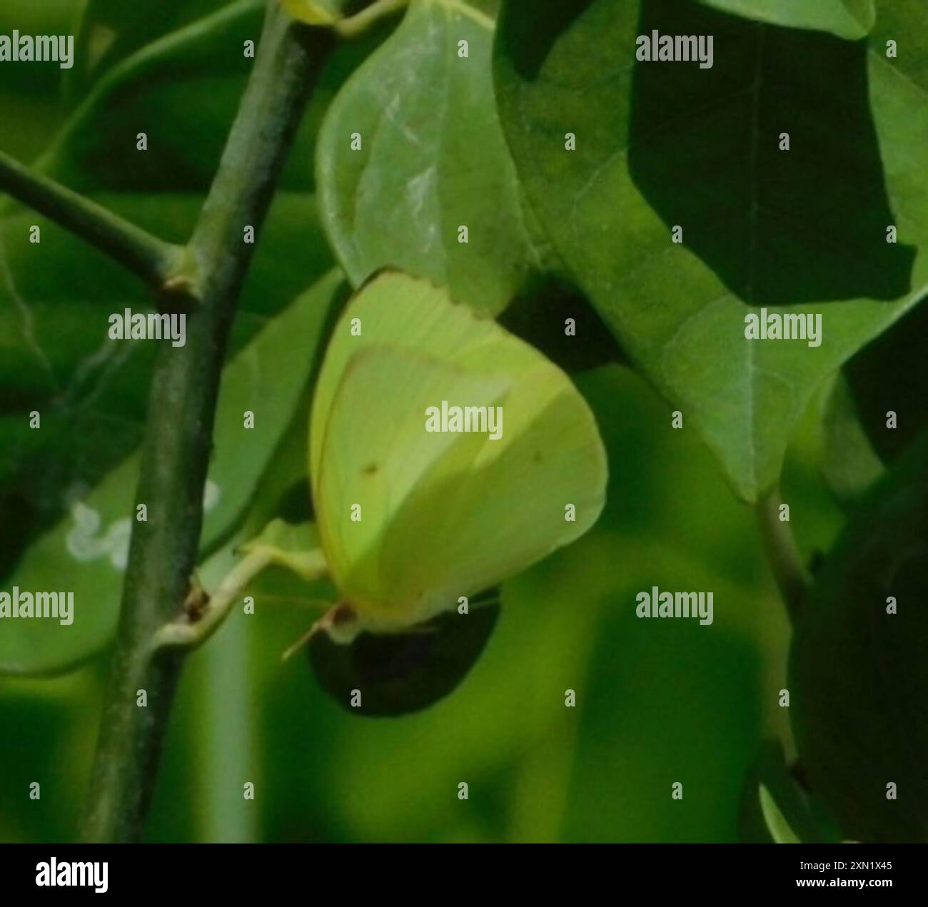 Statira Sulphur (Phoebis statira) Insecta Stock Photo - Alamy
