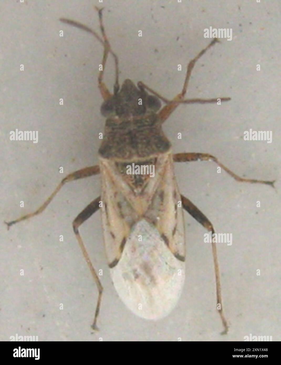 False chinch bugs (Nysius) Insecta Stock Photo - Alamy