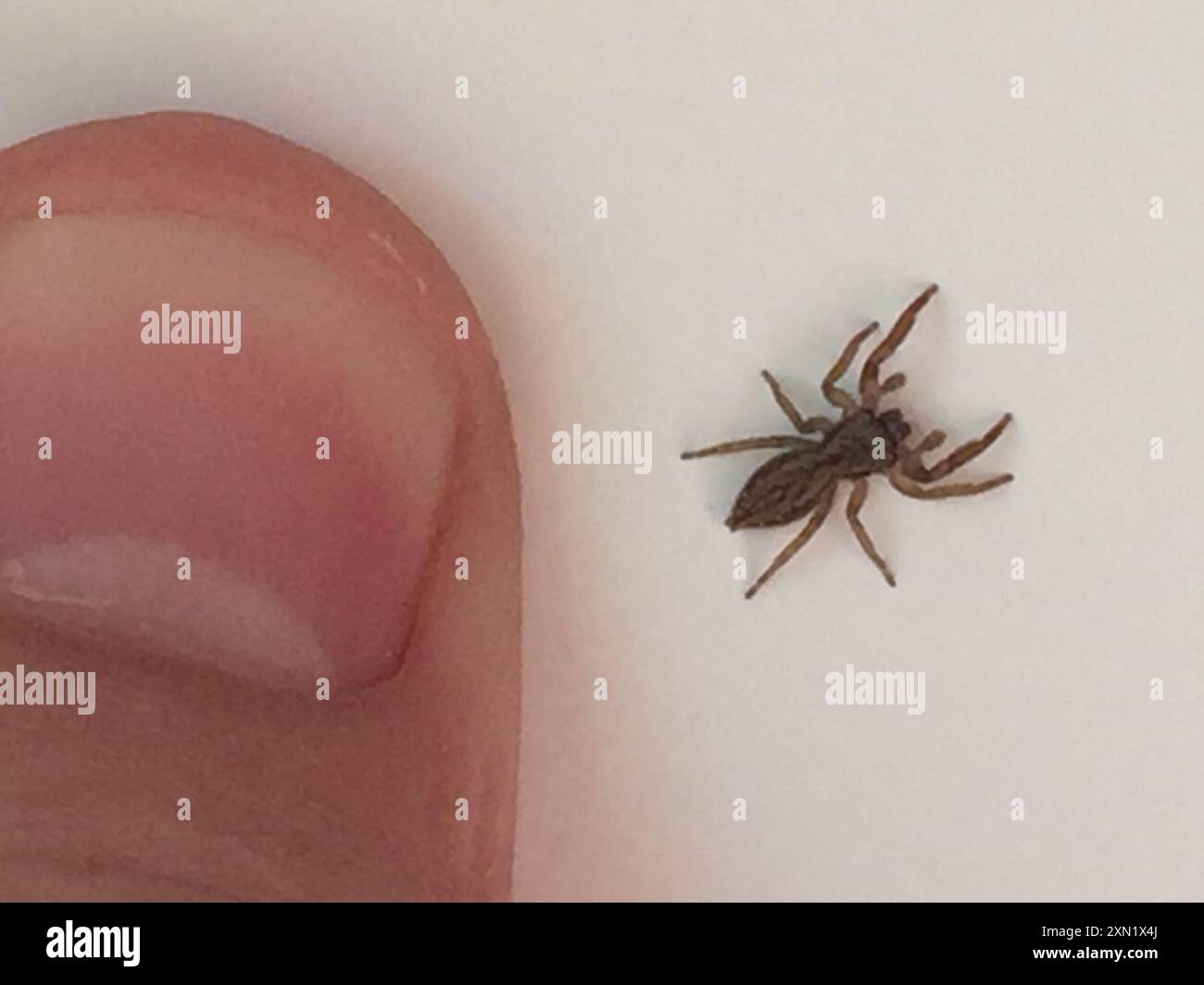 Golden brown jumping spider hi-res stock photography and images - Alamy