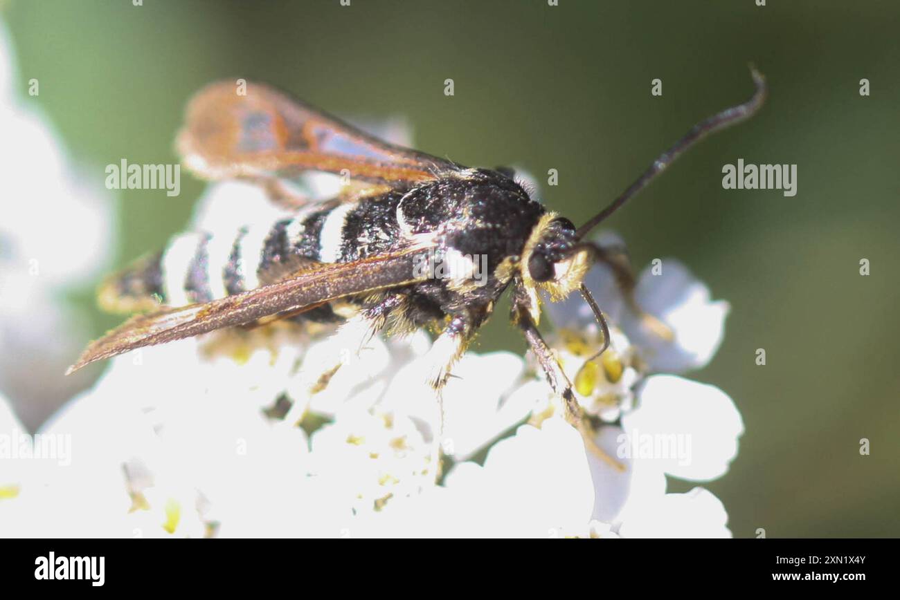 Fireweed Clearwing Moth (Albuna pyramidalis) Insecta Stock Photo - Alamy