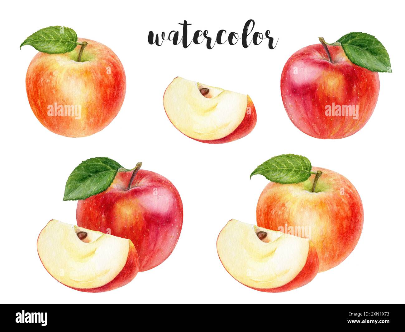 A Beautiful and Vibrant Collection of Watercolor Apples and Their ...
