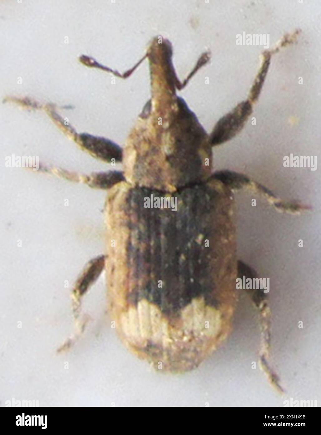 True Weevils (Curculionidae) Insecta Stock Photo - Alamy