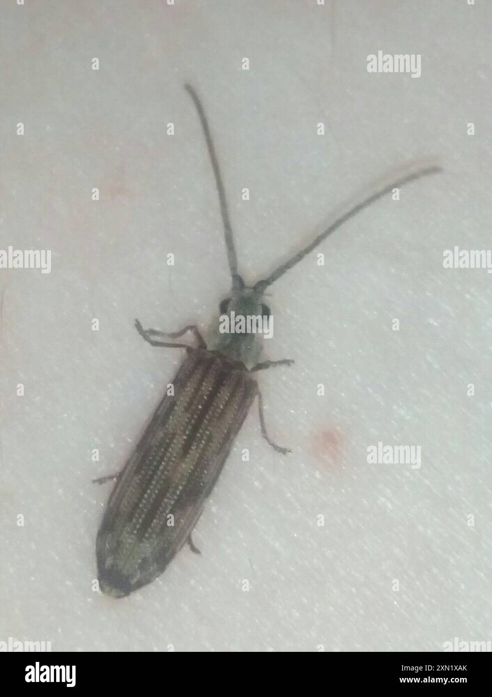 Ash Reticulated Beetle (Tenomerga cinerea) Insecta Stock Photo - Alamy