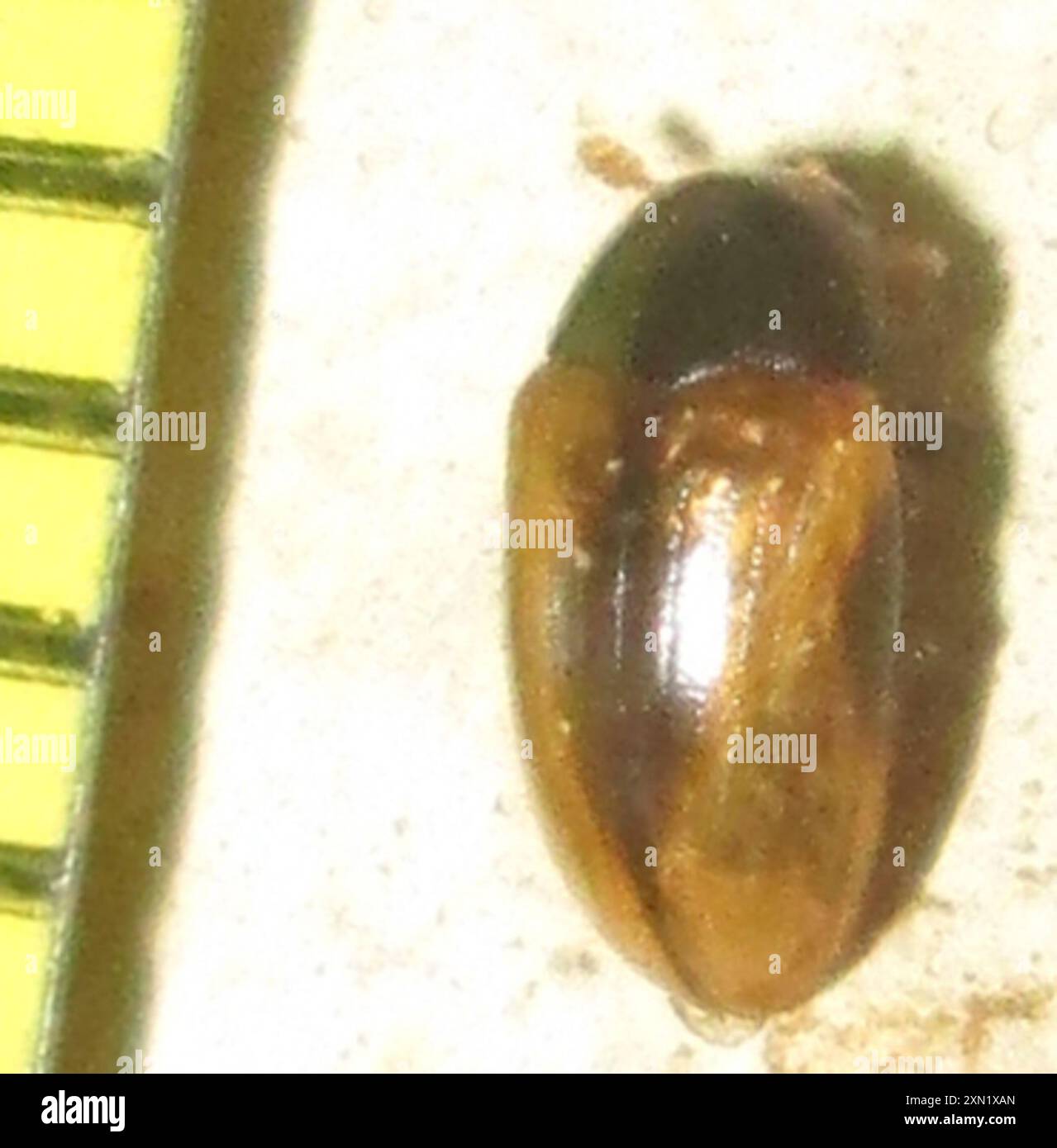 Pleasing Fungus Beetles (Erotylidae) Insecta Stock Photo - Alamy