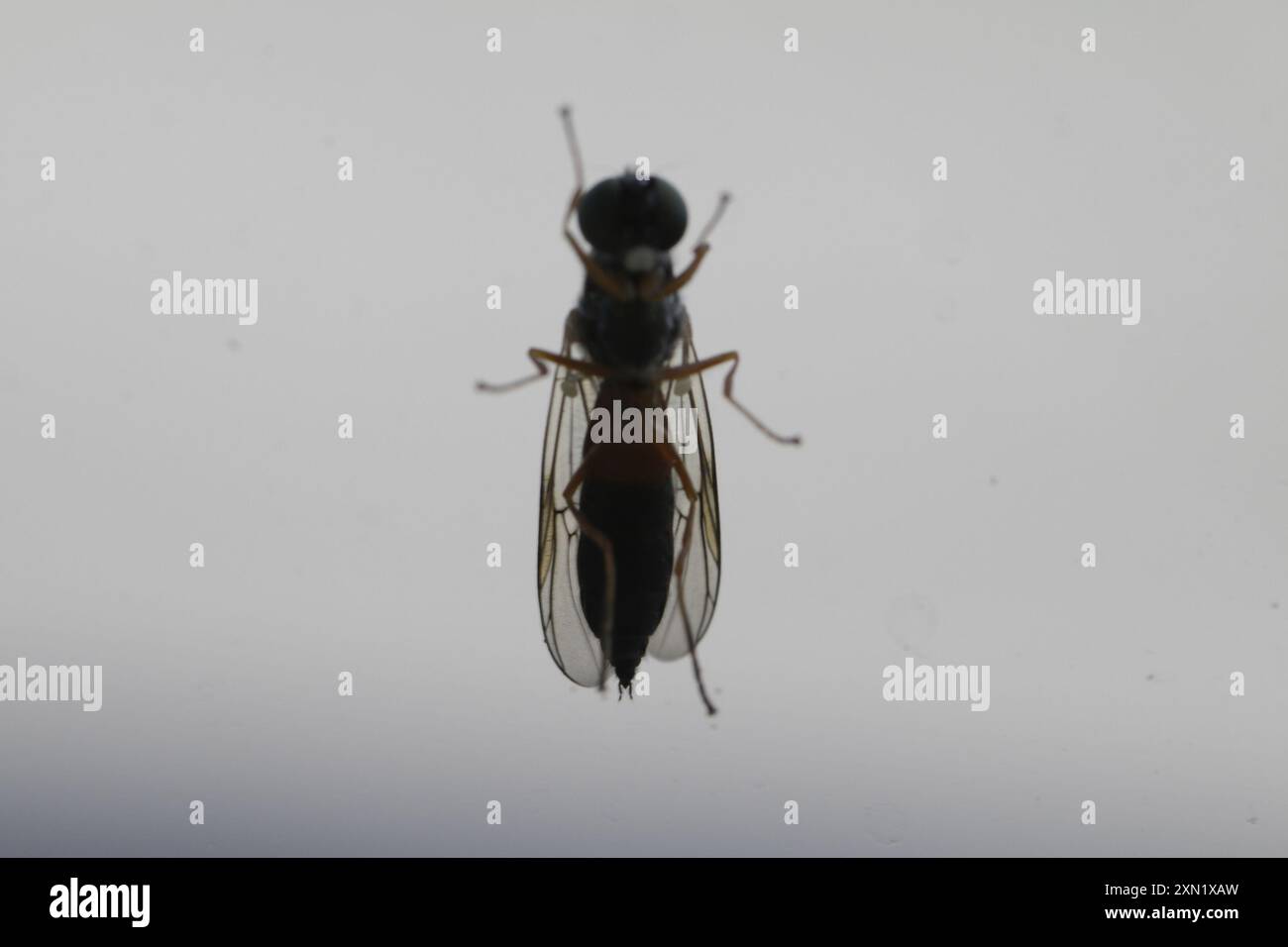 Twin-Spot Centurion Fly (Sargus bipunctatus) Insecta Stock Photo - Alamy