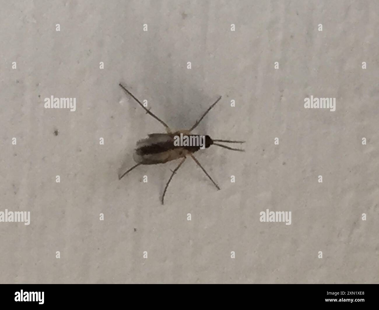 Fungus Gnats and Gall Midges (Sciaroidea) Insecta Stock Photo - Alamy