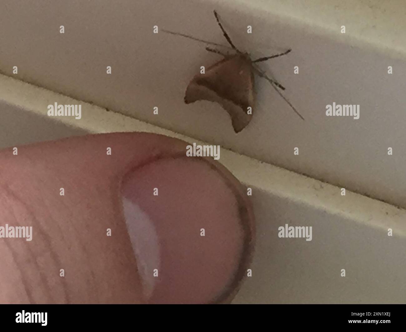 Small Angle-Wing Moth (Gymnobathra hyetodes) Insecta Stock Photo - Alamy