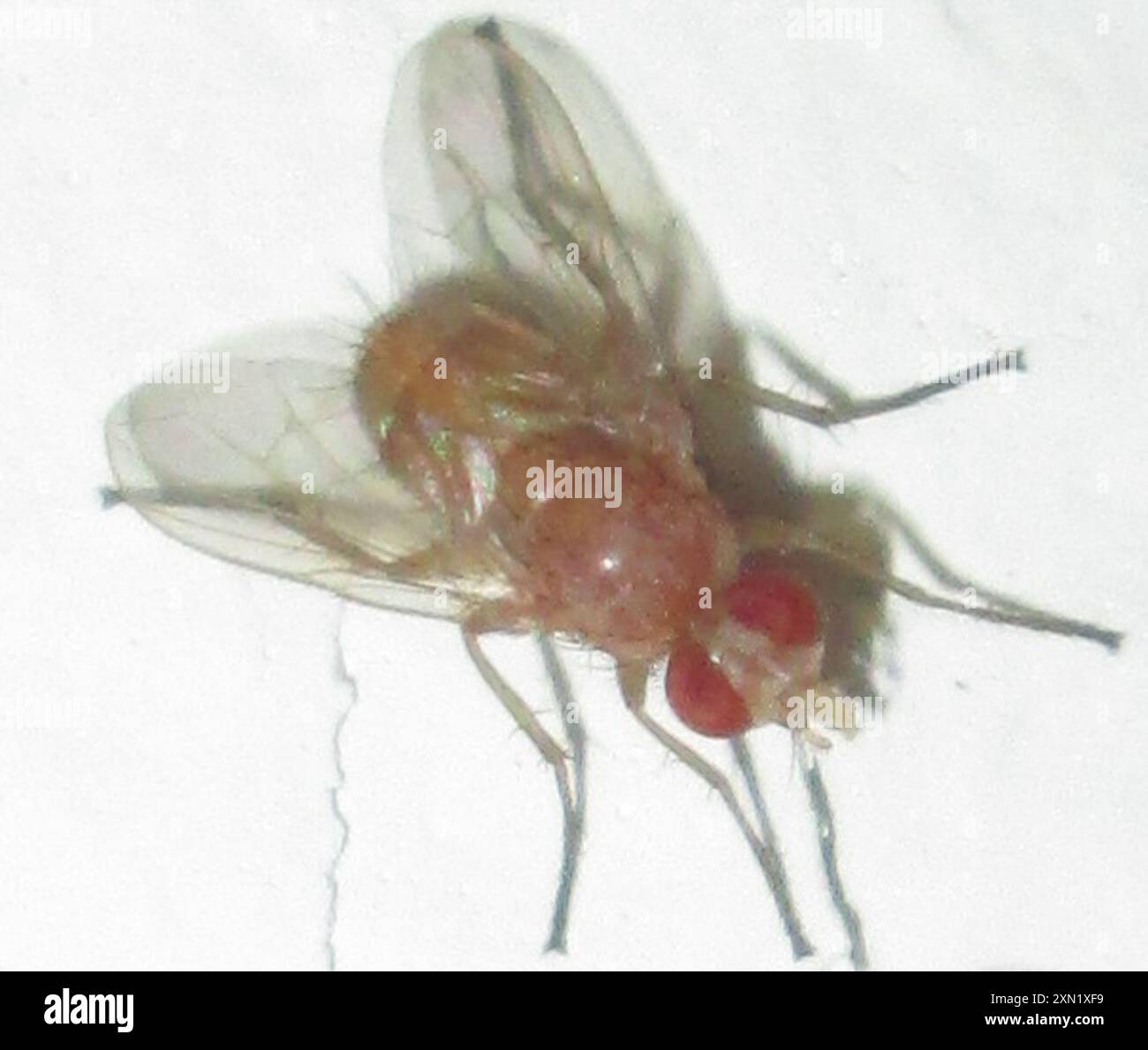 Bristle Flies (Tachinidae) Insecta Stock Photo - Alamy