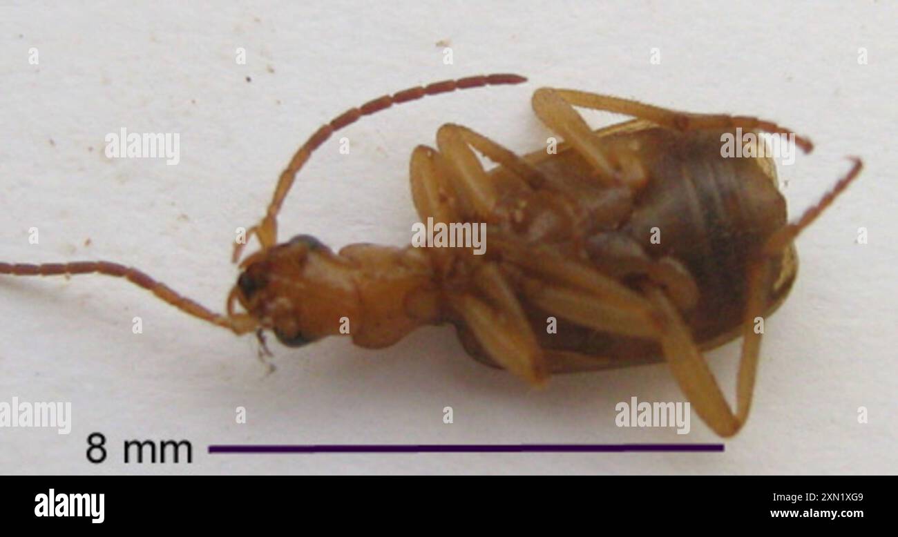 (Brachinus dorsalis) Insecta Stock Photo - Alamy