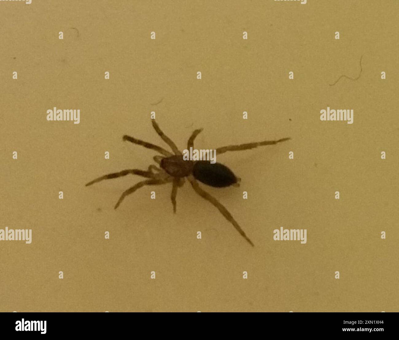 Stealthy Ground Spiders (Gnaphosidae) Arachnida Stock Photo - Alamy
